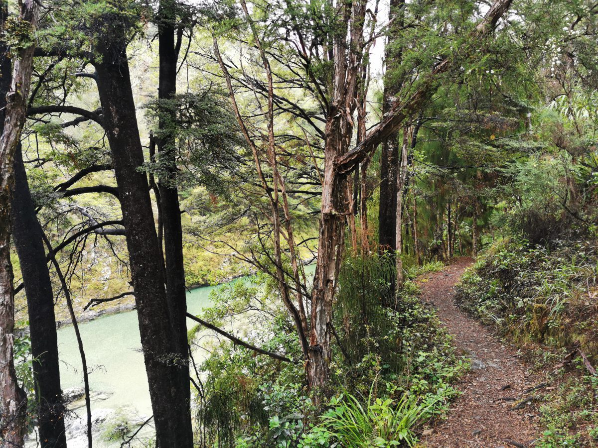 Day 87 – Pelorus Bridge to Captains Creek Hut – Matt's Te Araroa ...